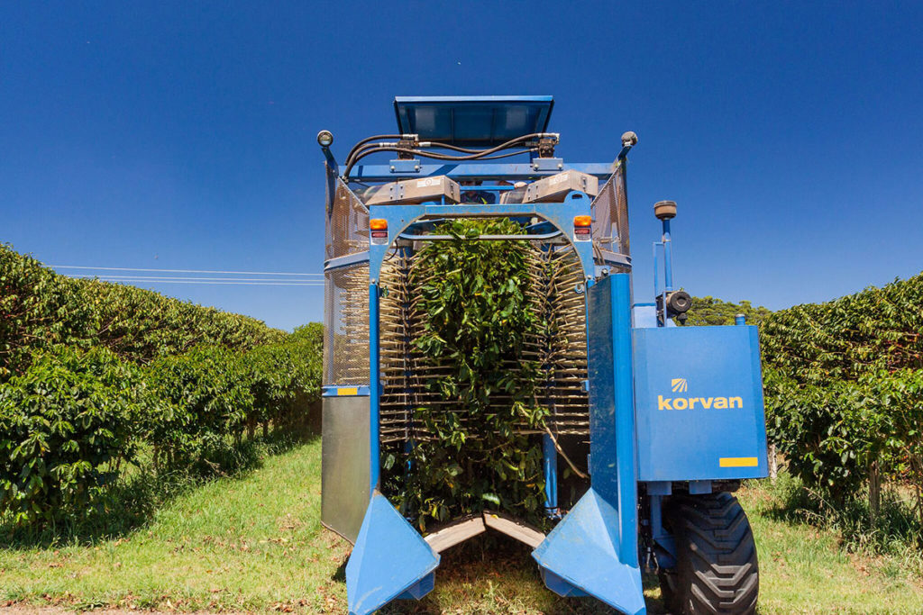 Australian Subtropical Coffee Association on Australia’s uprising ...