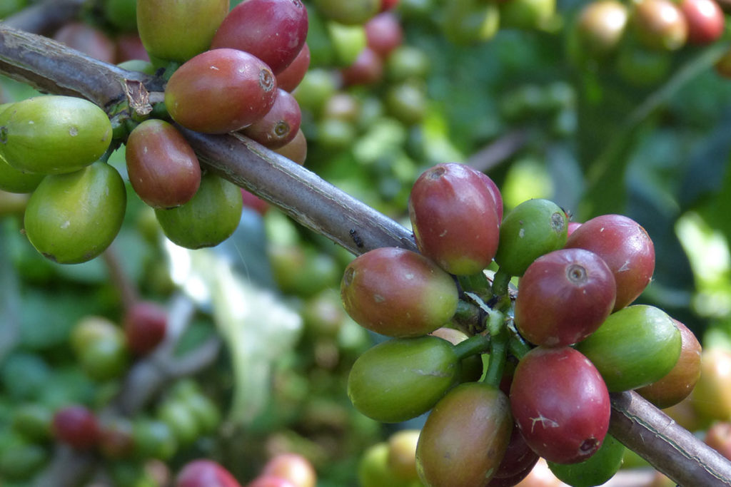 Sixty per cent of coffee species in danger of extinction - BeanScene