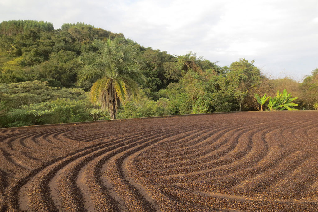 Pedro Gabarra Teixeira's good nature - BeanScene