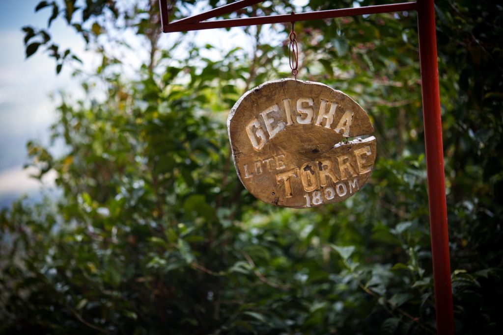 Wilford Lamastus of Elida Estate repeats Best of Panama victory - BeanScene