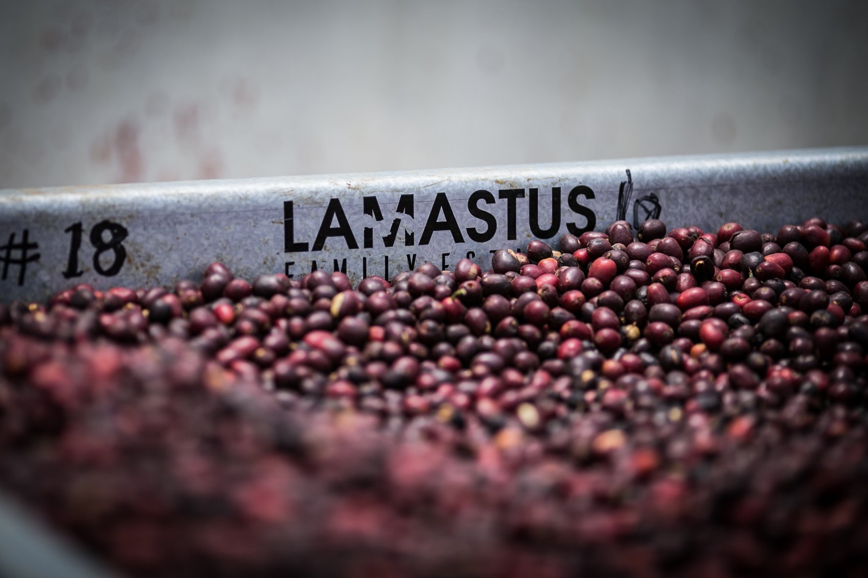 Wilford Lamastus of Elida Estate repeats Best of Panama victory - BeanScene