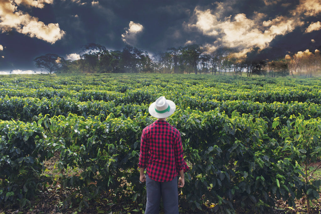 Coffee in crisis: Australia's response to low coffee prices - BeanScene
