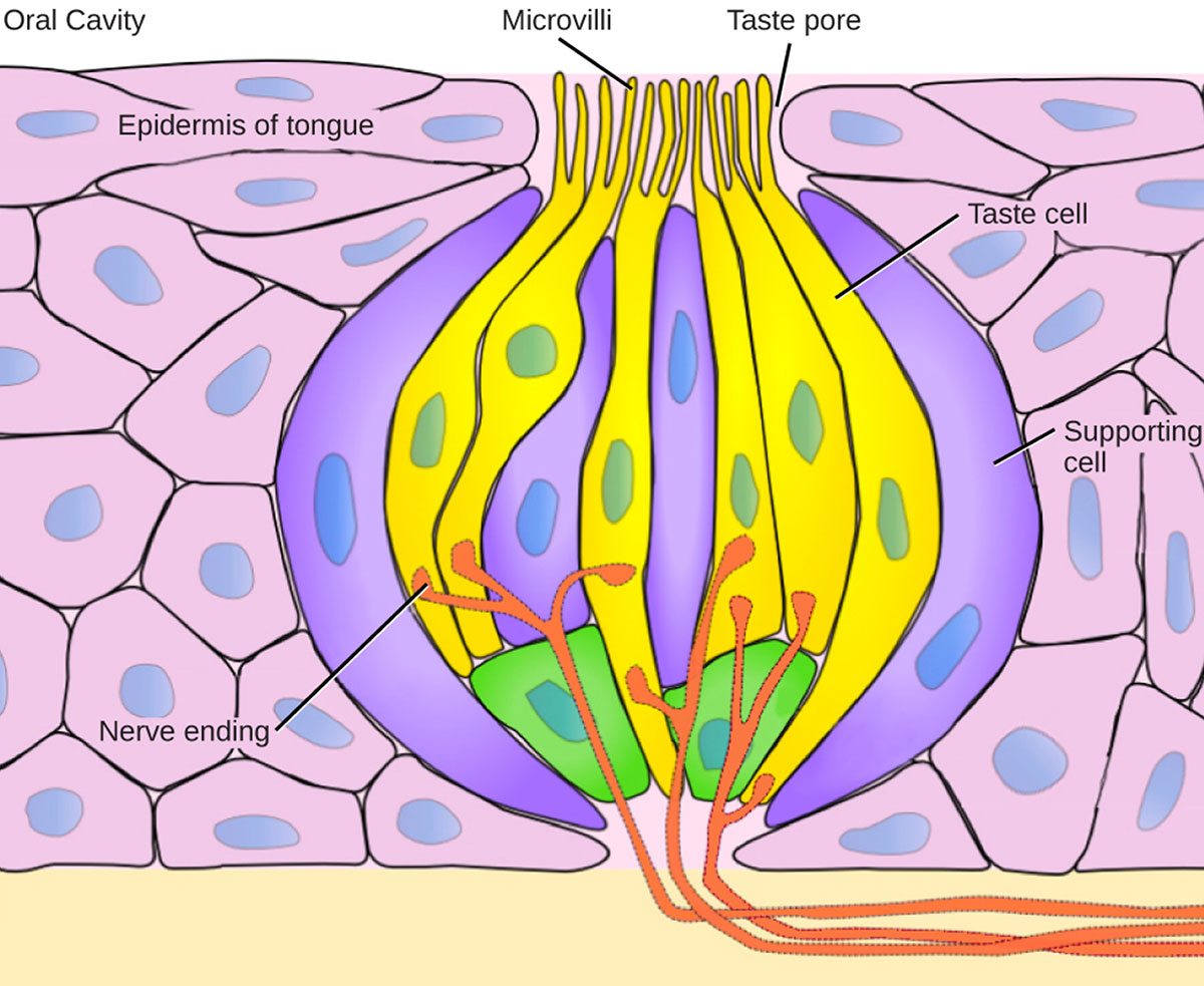 How do we taste coffee? - BeanScene