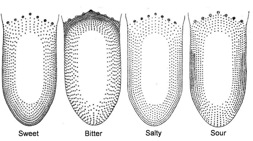 How do we taste coffee? - BeanScene