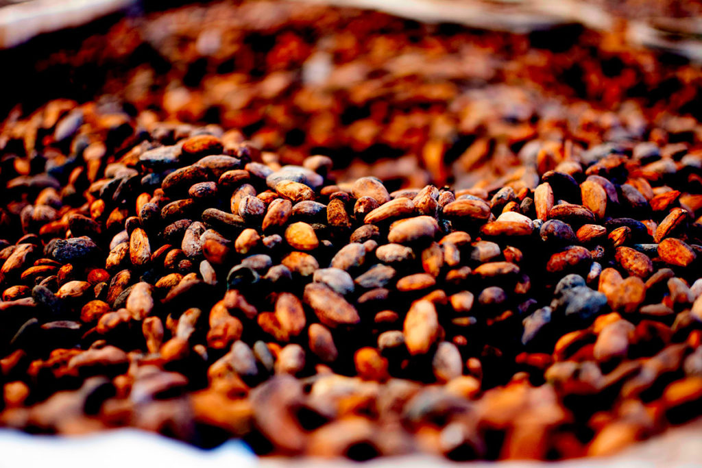 Cocoa to save the Amazon - BeanScene