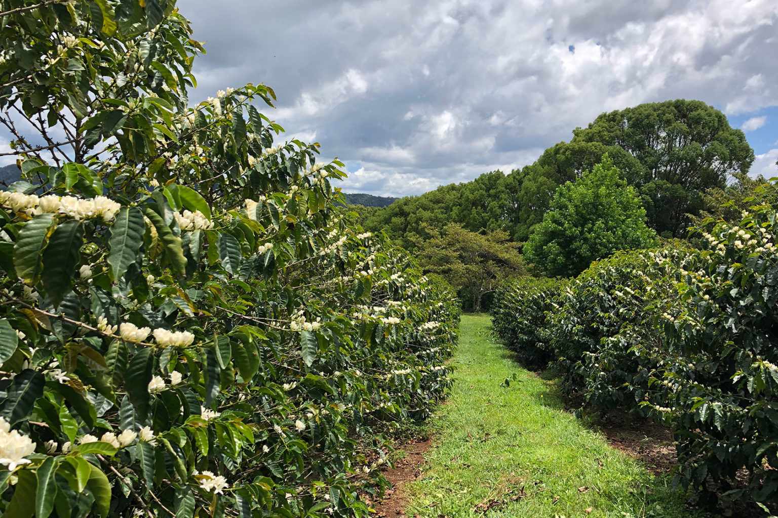 Outback origin: The growing demand for Australian grown coffee - BeanScene