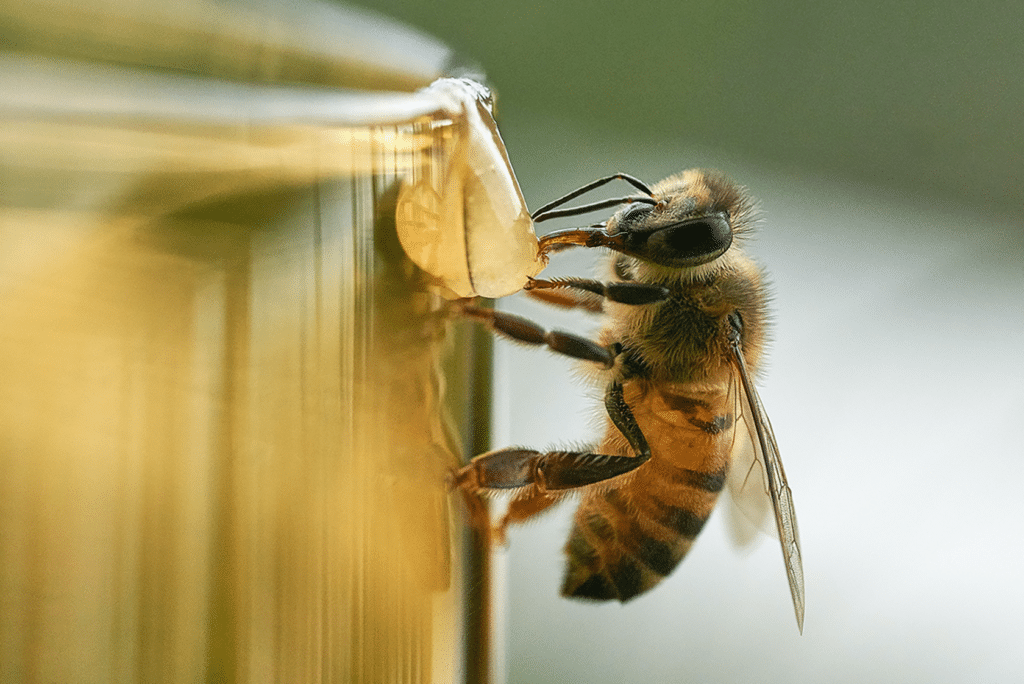 Brazilian farmers using bees to boost sustainable production and coffee ...