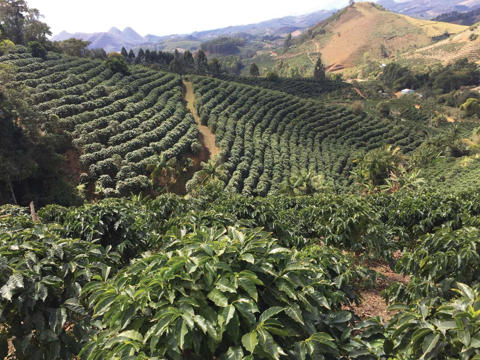 How to introduce single origin coffees to your café menu - BeanScene