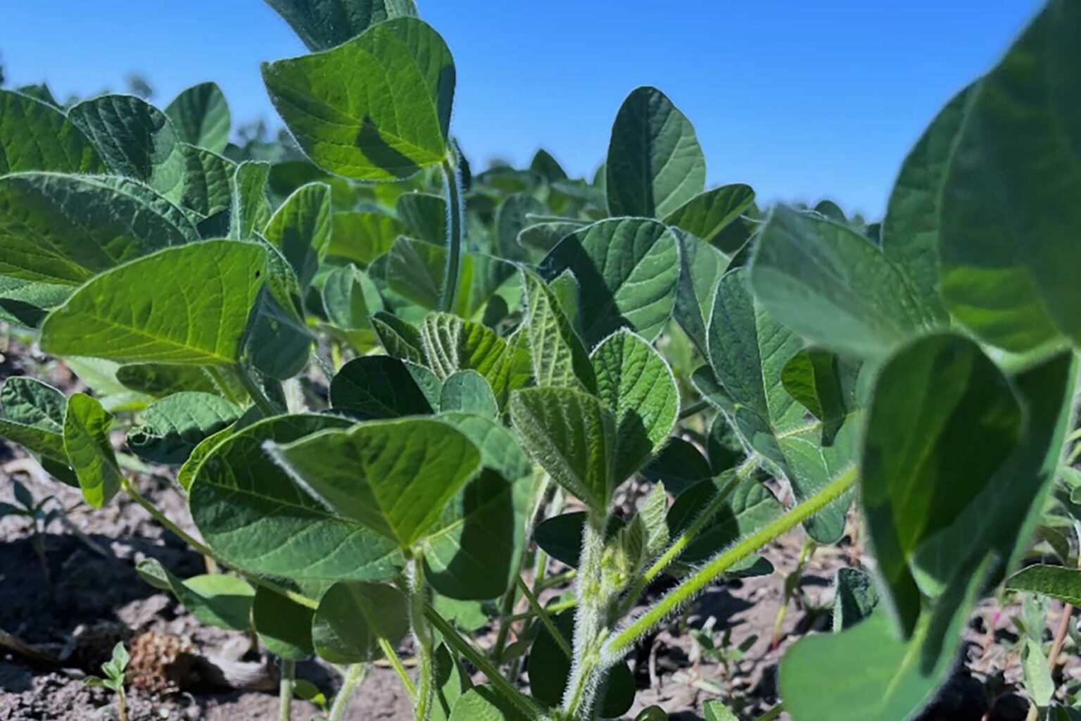 Bonsoy returns to using 100% certified organic soybeans - BeanScene