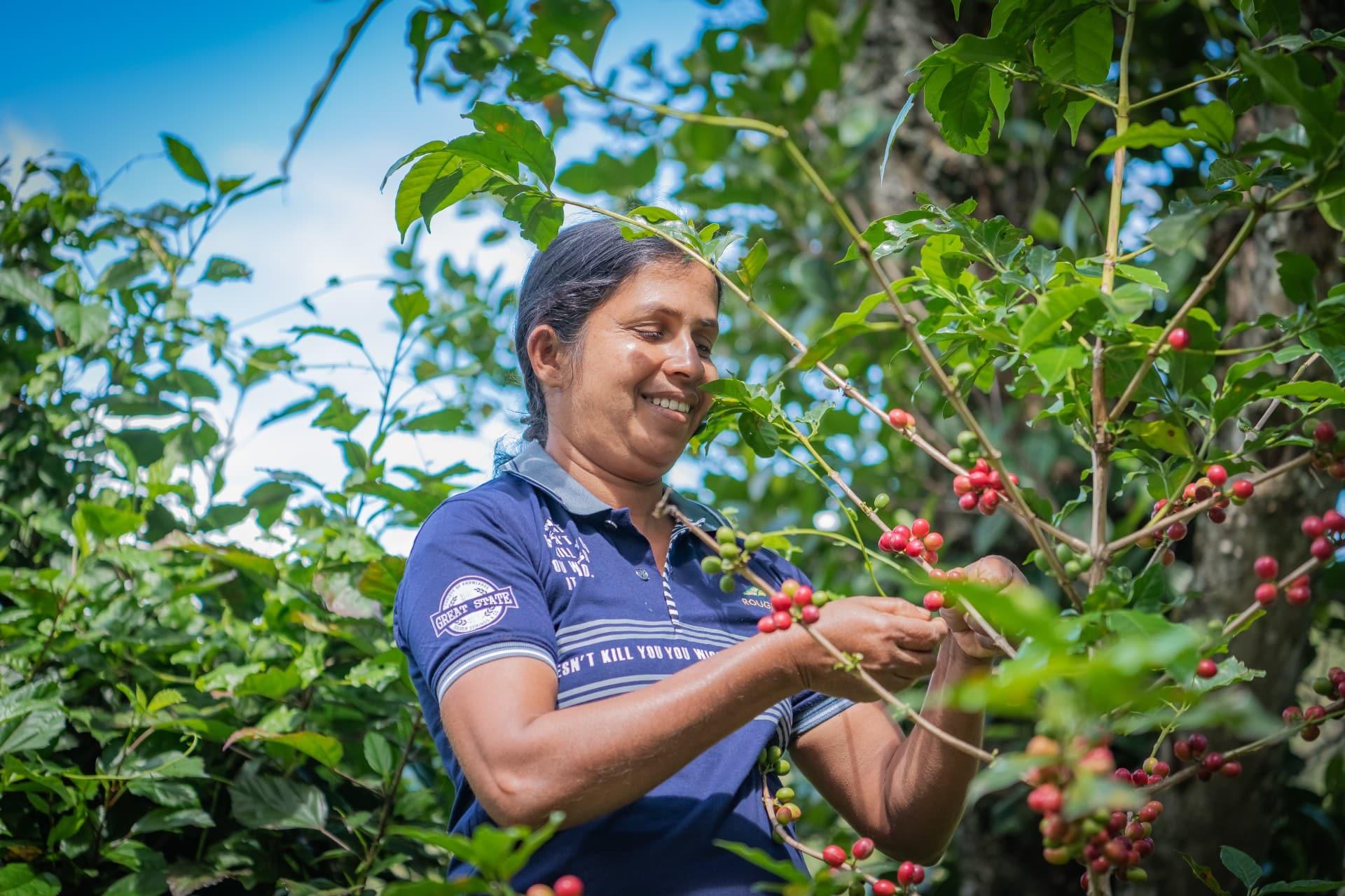 Sri Lanka: Cultivating a unique 21st century coffee story - BeanScene