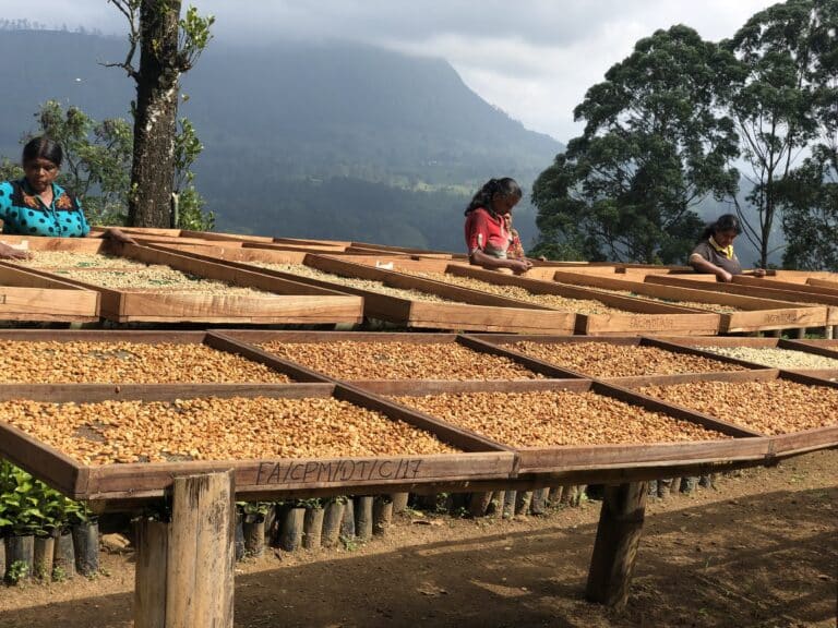 Sri Lanka: Cultivating a unique 21st century coffee story - BeanScene