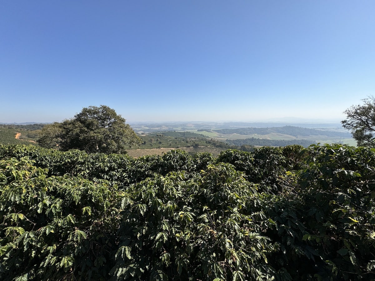 Merlo Coffee on the crop-to-cup journey - BeanScene