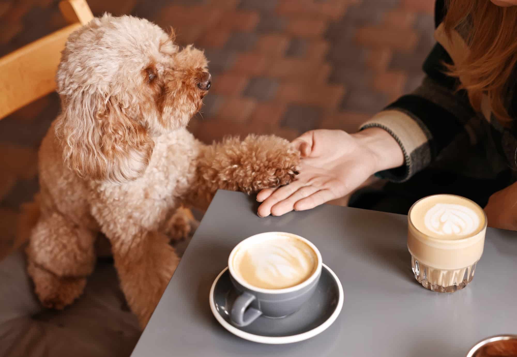 Party animals: Sydney venue hosts "first ever" café rave for dogs ...